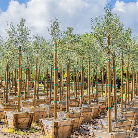 Fruitless Olive Olive Tree Moon Valley Nurseries