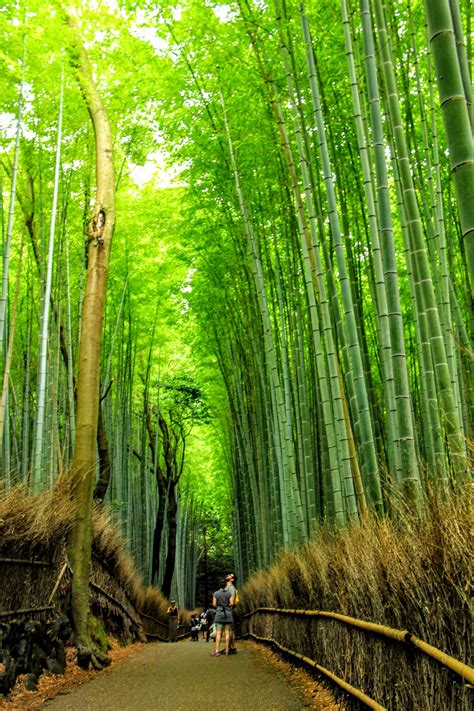 Find Your Inner Zen At Arashiyamas Sagano Bamboo Forest Kyoto