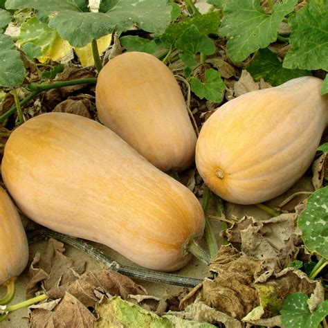 Buy Squash Seed Collection At Uk