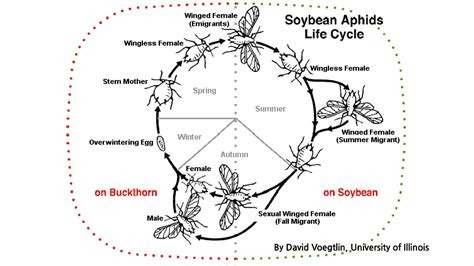 The Perfect Control Of Aphids Jadam Organic Farming