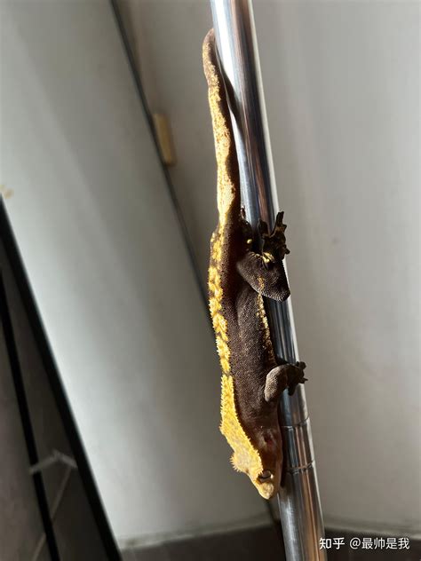 可爱有趣的睫角守宫 知乎