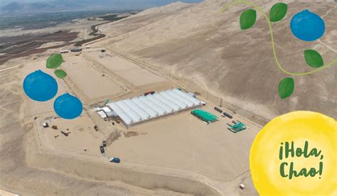 ¡un Hito Emocionante Para Driscolls En Perú 🌱 El 9 De Abril De 2024