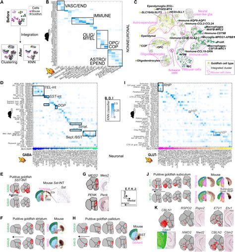 A Telencephalon Cell Type Atlas For Goldfish Reveals Diversity In The