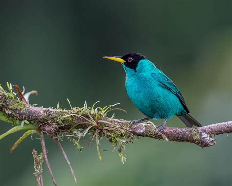 «honeycreeper Hd Wallpapers