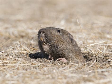 Pocket Gophers Wilco Distributors Inc