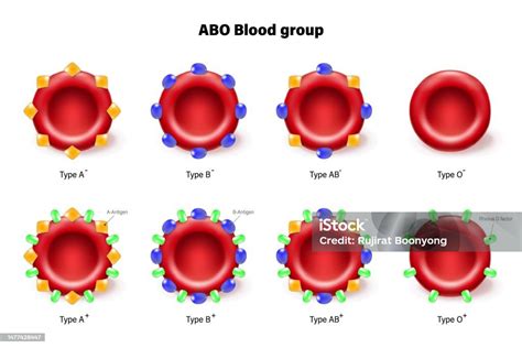 Abo Blood Group Vector Types Of Blood Chart Red Blood Cell Antibodies