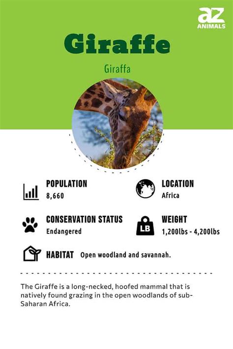 Levels Of Classification For A Giraffe At Jayden Carew Smyth Blog