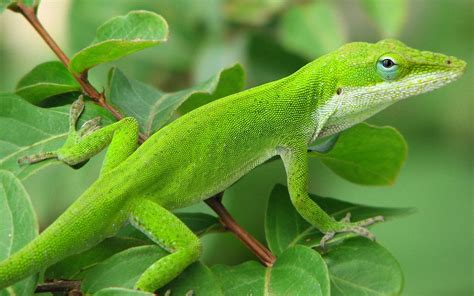Cuidado Anole Verde