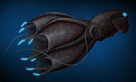 Black Vampire Squid