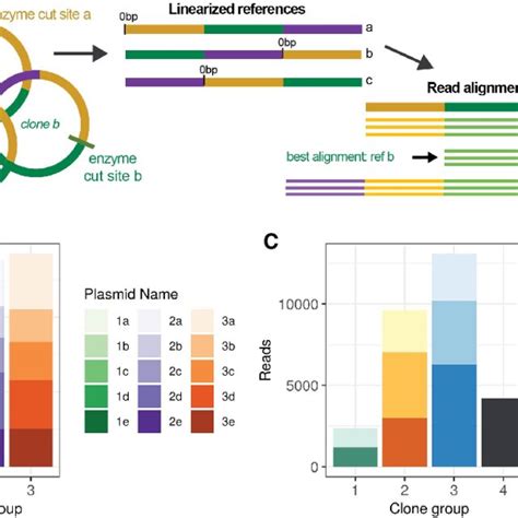 Restriction Digest Barcoding For Highly Similar Or Clonal Plasmids A