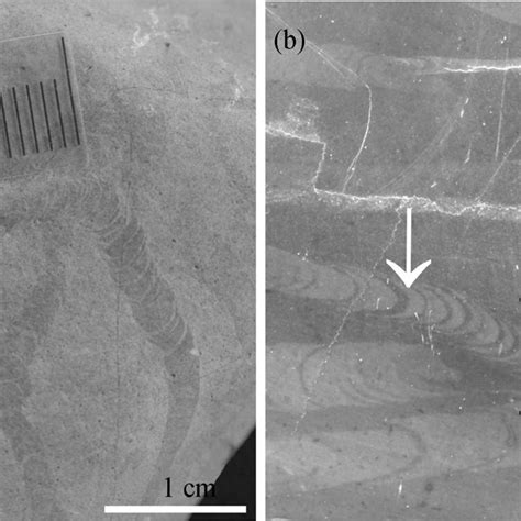 Analysis Flow Chart Of Molecular Fossils Download Scientific Diagram