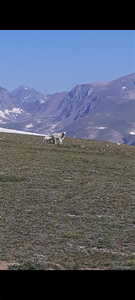 Mt Goats On Top Of Beartooth Pass Wy Mt Rroadtrip