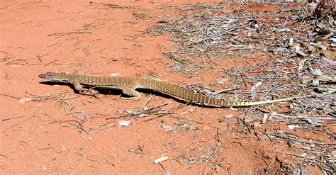 Sand Goanna Ausemade