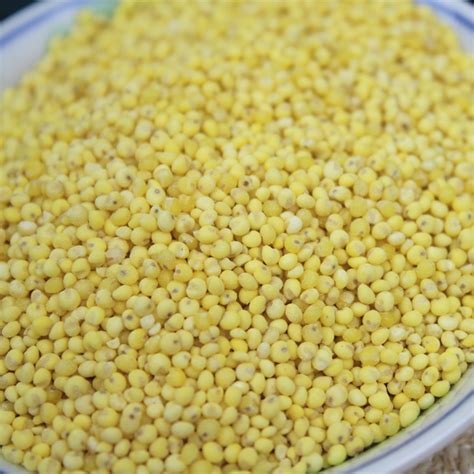 红黍米图片黍米和小米图片稷米图片第8页大山谷图库