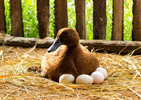 Duck Eggs Ultimate Guide How Long They Last Nutrition And More