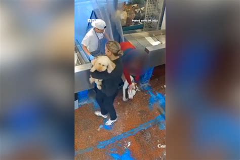 Cockapoo Survives Suspected Xl Bully Attack On Twickenham High Street