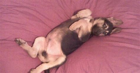 German Shepherd Pup Album On Imgur