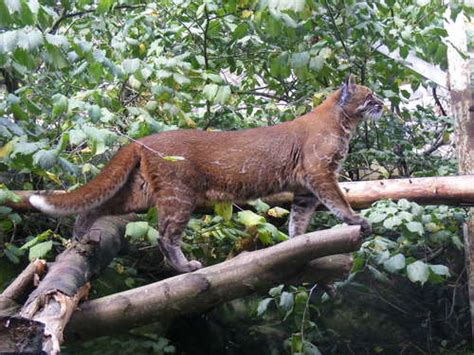 Asian Golden Cat Native Nature