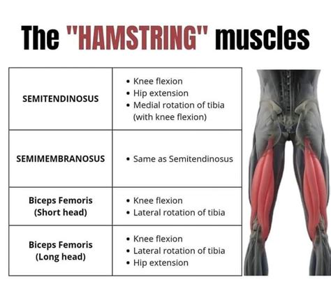 Hamstring Three Muscles At The Back Of The Thigh Samia Nutritionist