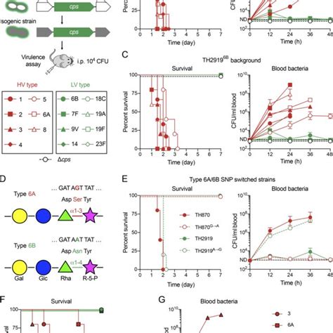 Causal Relationship Between Capsule Types And Virulence Phenotypes A