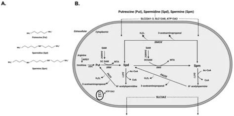 Polyamine Treatment Chemical 99 At ₹ 150kg In Ahmedabad Id