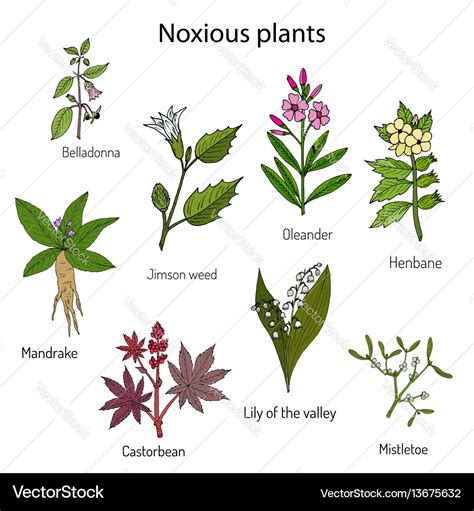Poisonous Plants Collection Royalty Free Vector Image