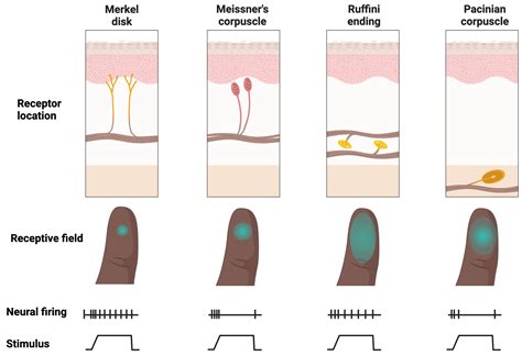 9 2 Somatosensory Receptors Social Sci Libretexts