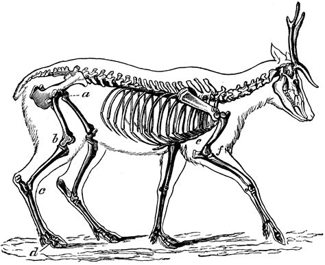 Deer Skeletal Structure At Jett Tishler Blog