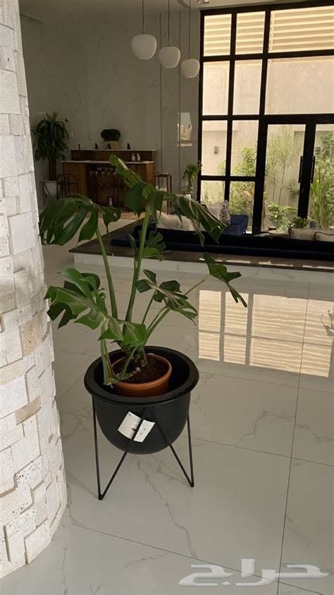 احواض شجر او اناء شجر من محل وست الم موقع حراج