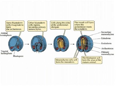 Gastrulation Definition Biology Developmental Biology Of