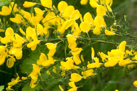 How Does Scotch Broom Spread
