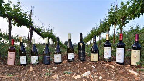 גלריה יקב לוריא