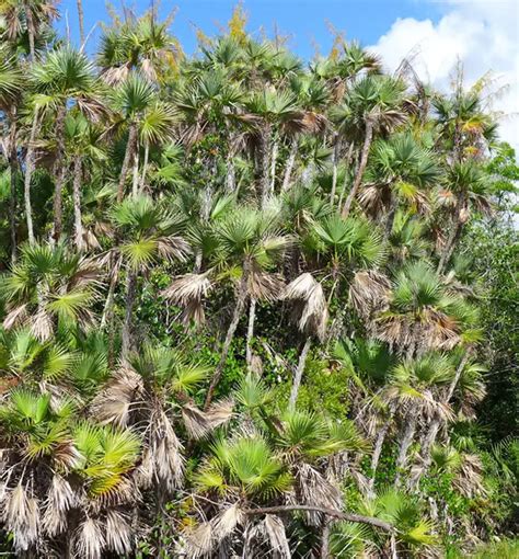 How To Grow The Paurotis Palm Tree Acoelorrhaphe Wrightii