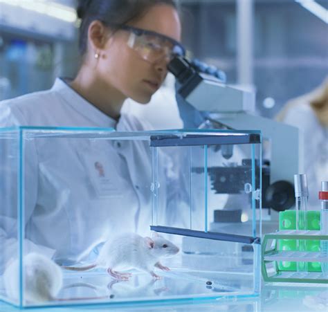 Lab Mice Research
