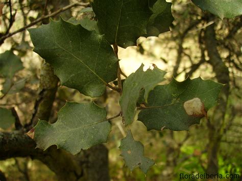 Quercus Ilex Encina Carrasca Chaparra