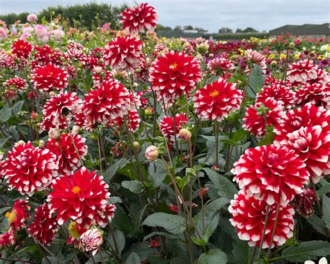 Dahlia Duet Tubers Buy Online At Farmer Gracy Uk