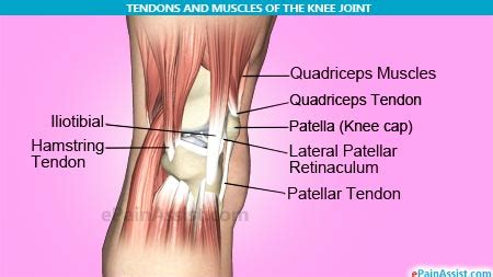 Knee Joint Anatomybonescartilagesmusclesligamentstendons Quadriceps
