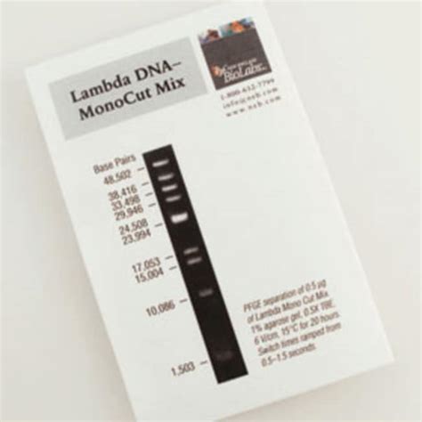 New England Biolabs Inc Lambda Dna Mono Cut Mix 0 1 Ml Quantity