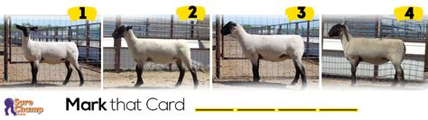 Mark That Card Breeding Ewe Class Results Sure Champ