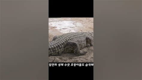 호랑이가 악어를 산 채로 잡아먹는 영상 Youtube