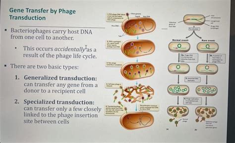 Solved Choose Two Types Of Lateral Gene Transfer To Compare