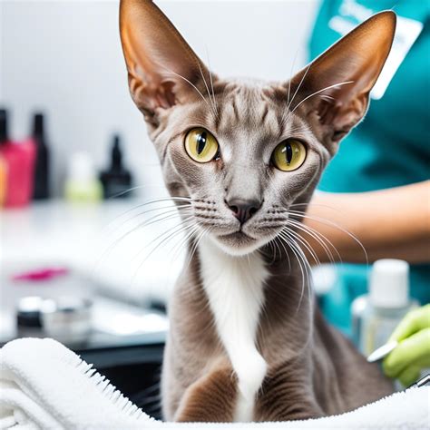 How To Groom An Oriental Shorthair Cat Easy Steps