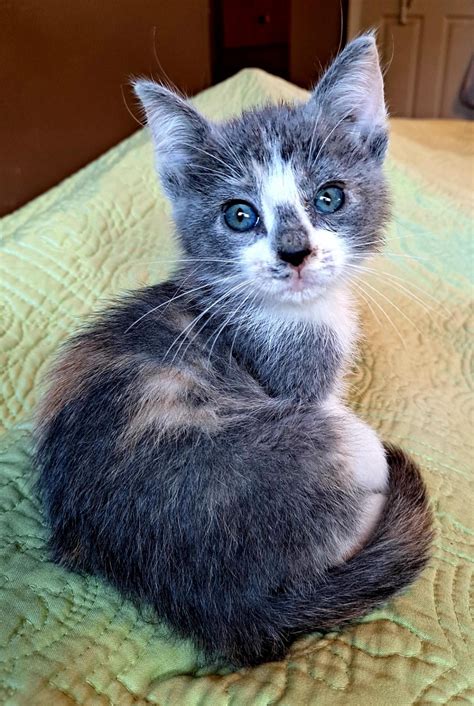 Please Help Me Name Her Rcats Please Help Me Name Her Rcats