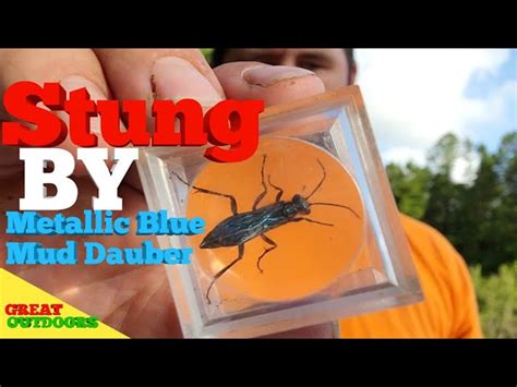 Mud Dauber Sting
