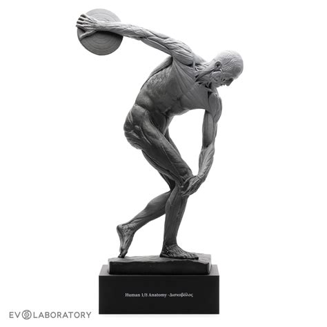 Human Discus Thrower Anatomical Figure 18 Scale Bone Clones