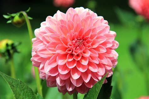 ¿cuál Es El Significado De La Dalia ¡aquí Te La Contamos