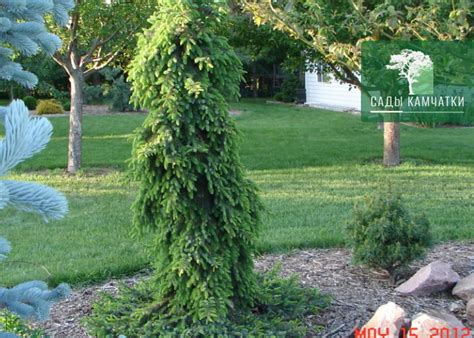 Ель Пендула Брунс купить в питомнике на Камчатке