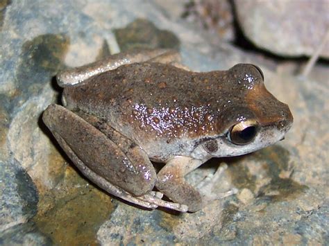 Booroolong Frog Woodiwild
