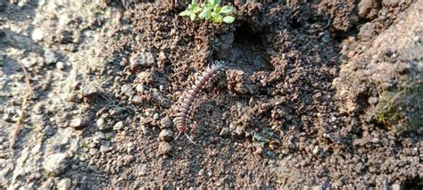 Millipede Insects Indonesia Diplopoda Polydesmida Paradoxosomatidae