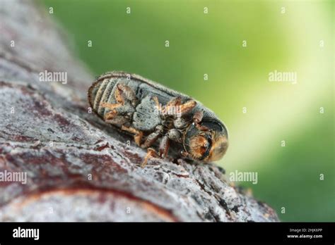 Bark Beetle Carphoborus Perrisi On Pistachio Bark A Pest Of Pistachio
